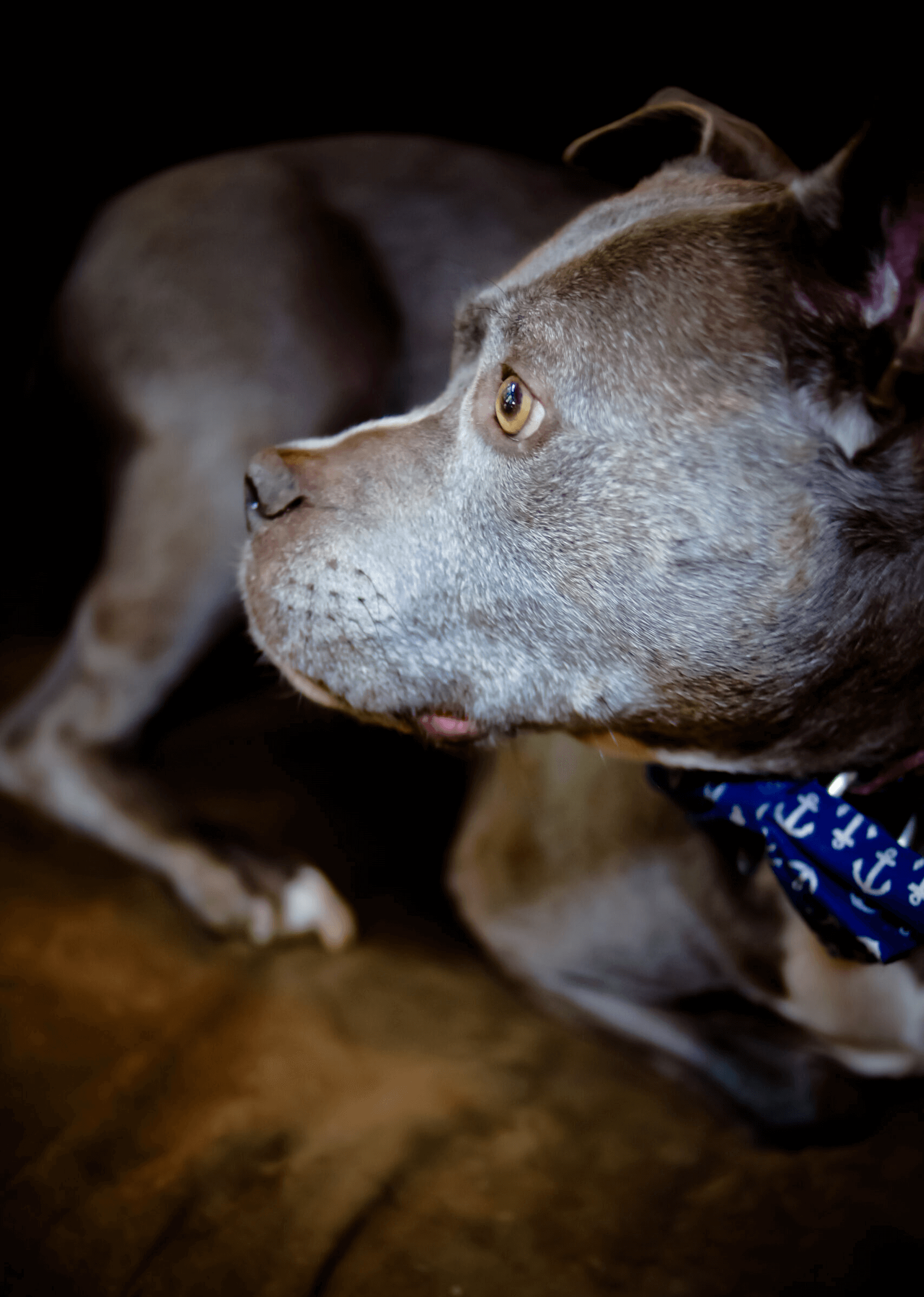 Mr. Mo Project - Donate Foster and Fundraising for Senior Dogs